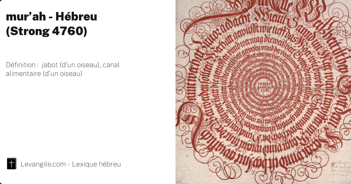 mur'ah en hébreu signifie jabot (d'un… dans la Bible